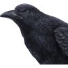 Raven Messenger 25cm