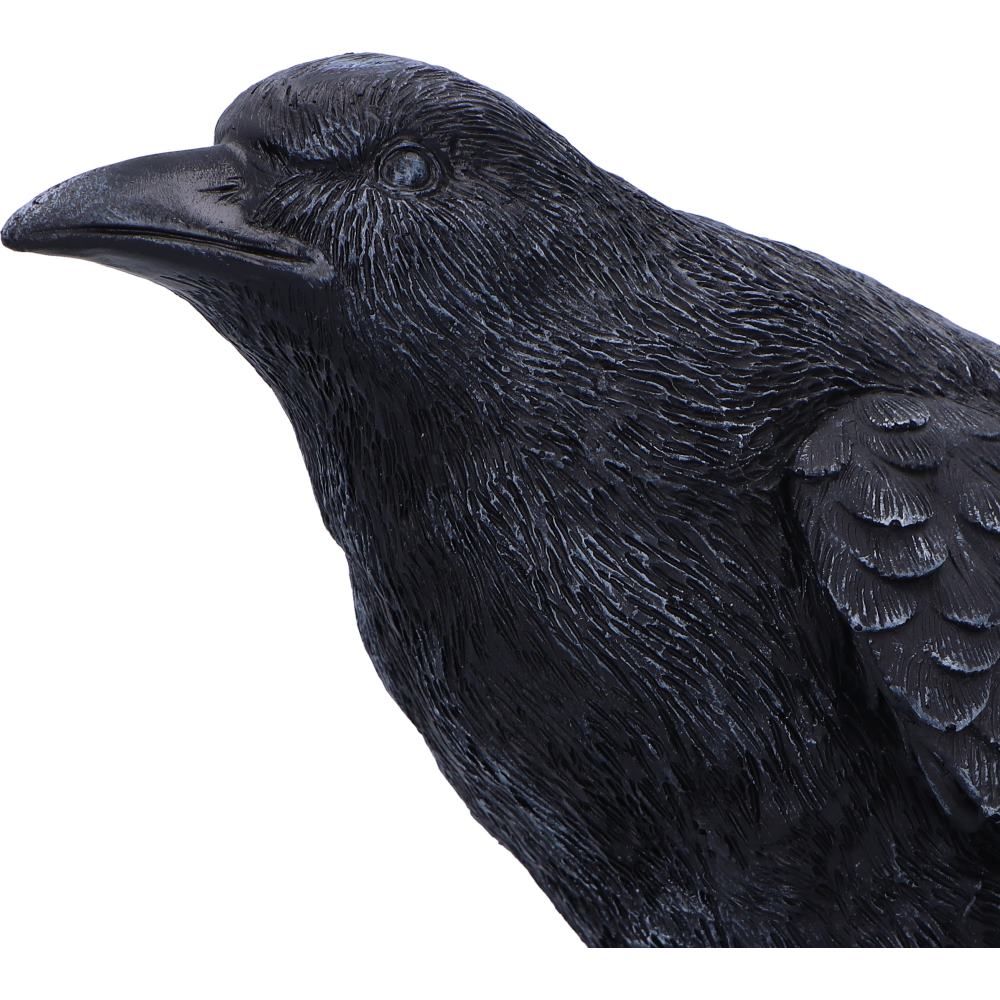 Raven Messenger 25cm